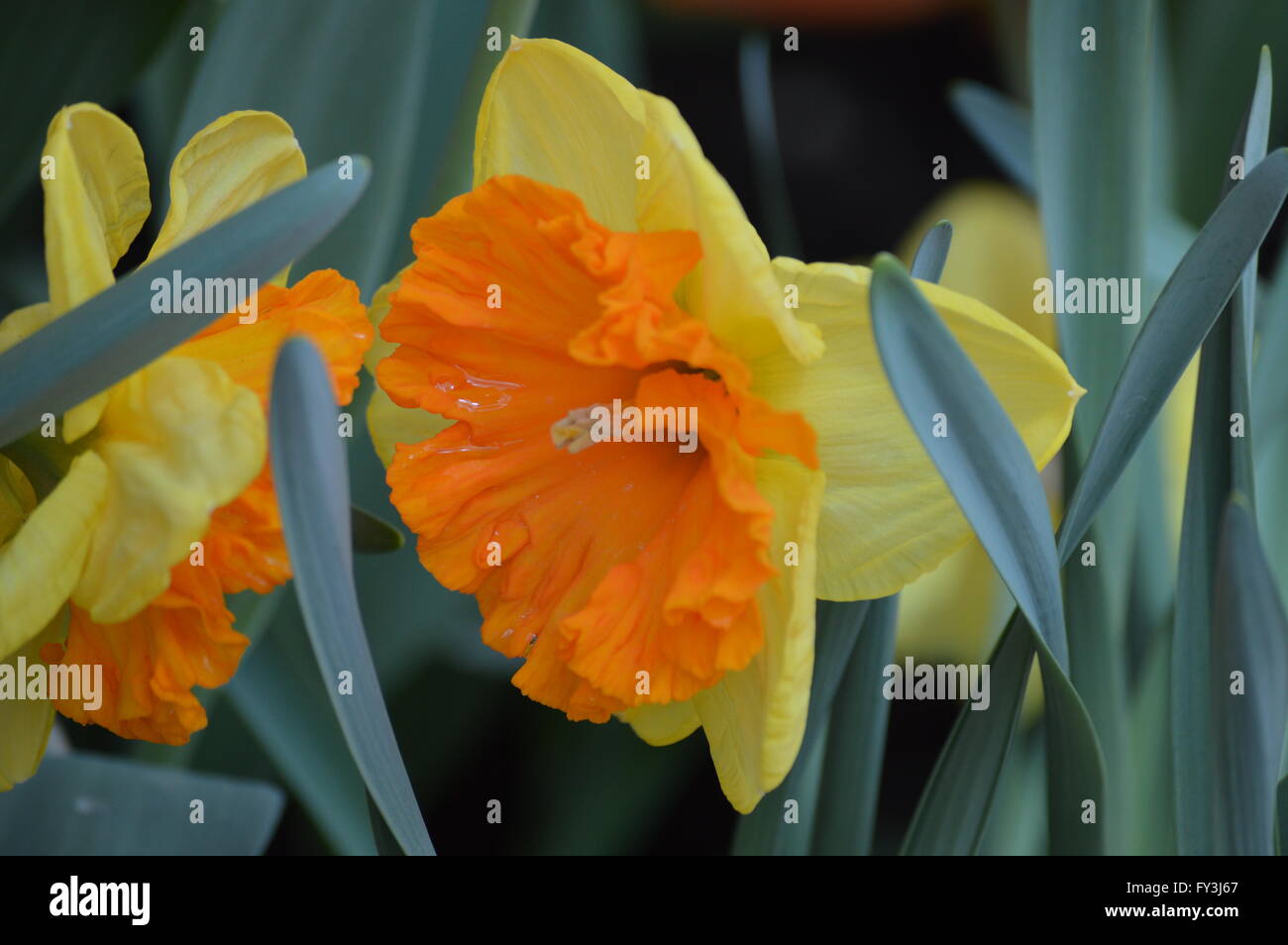 Daffodil petals and leaves hi-res stock photography and images - Alamy