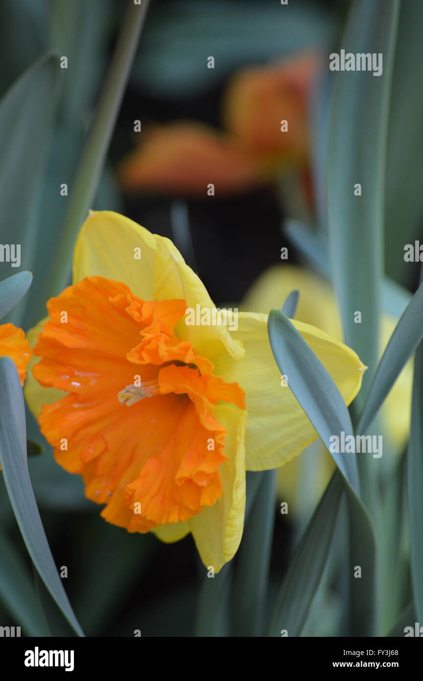 Daffodil petals and leaves hi-res stock photography and images - Alamy