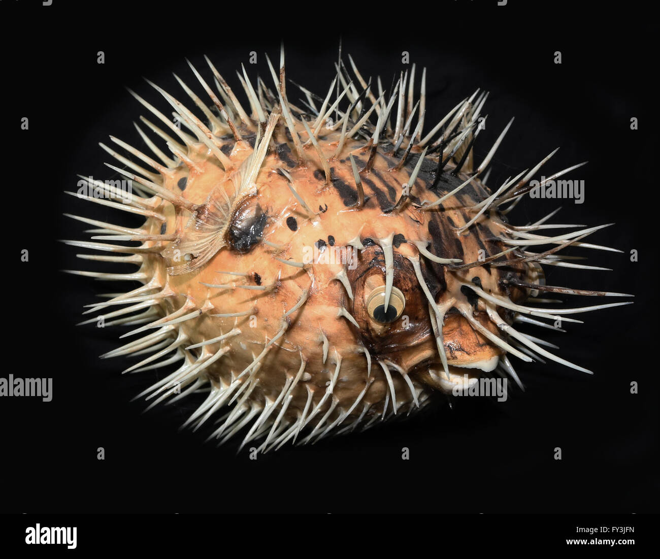 Puffer fish skeleton hi-res stock photography and images - Alamy