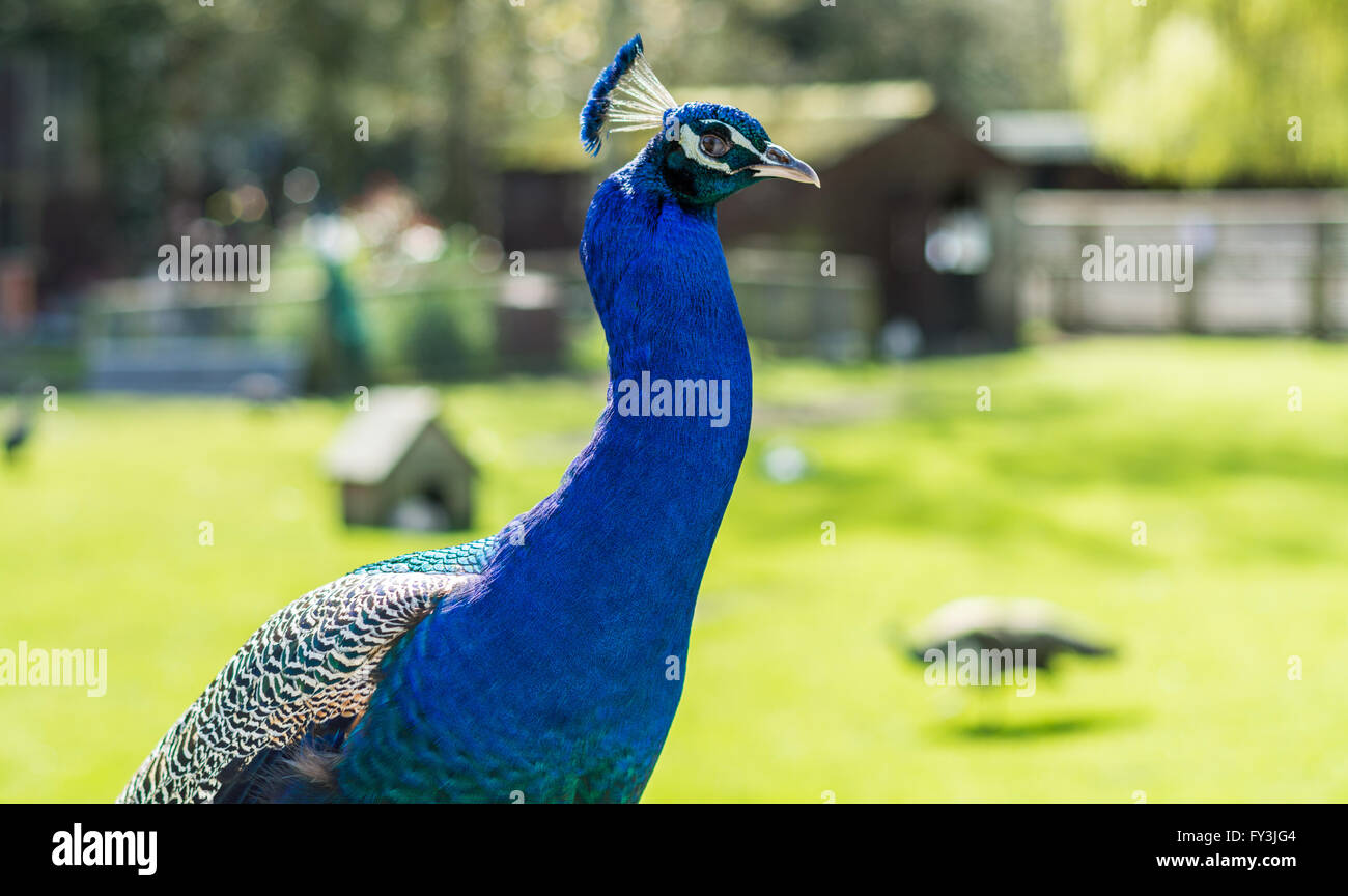 Stunning peafowl portrait hi-res stock photography and images - Alamy