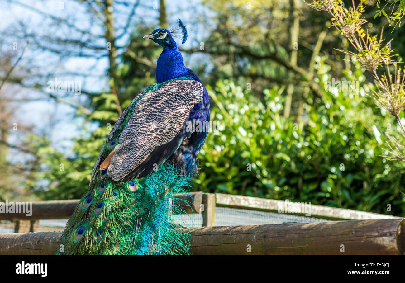 Peacock on a perch Stock Photo - Alamy