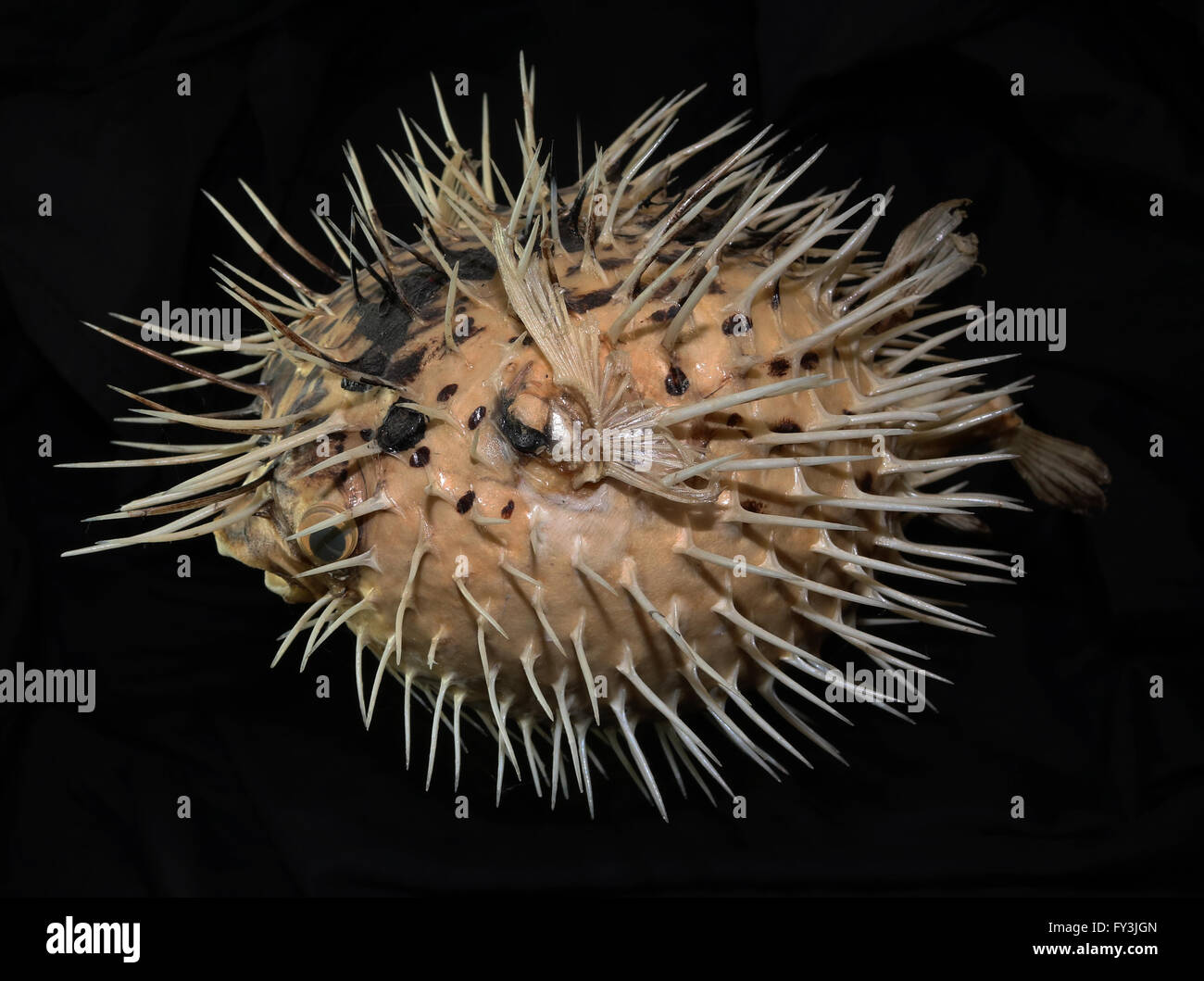 Fangs puffer hi-res stock photography and images - Alamy