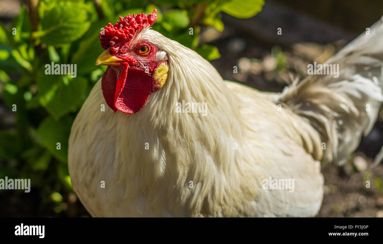 A hen poses for a photo Stock Photo - Alamy