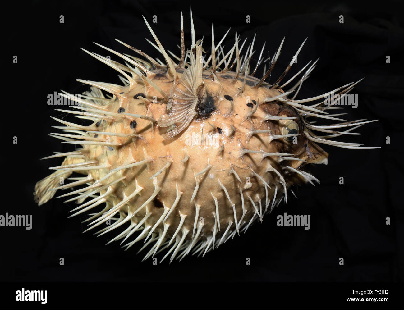 Fangs puffer hi-res stock photography and images - Alamy