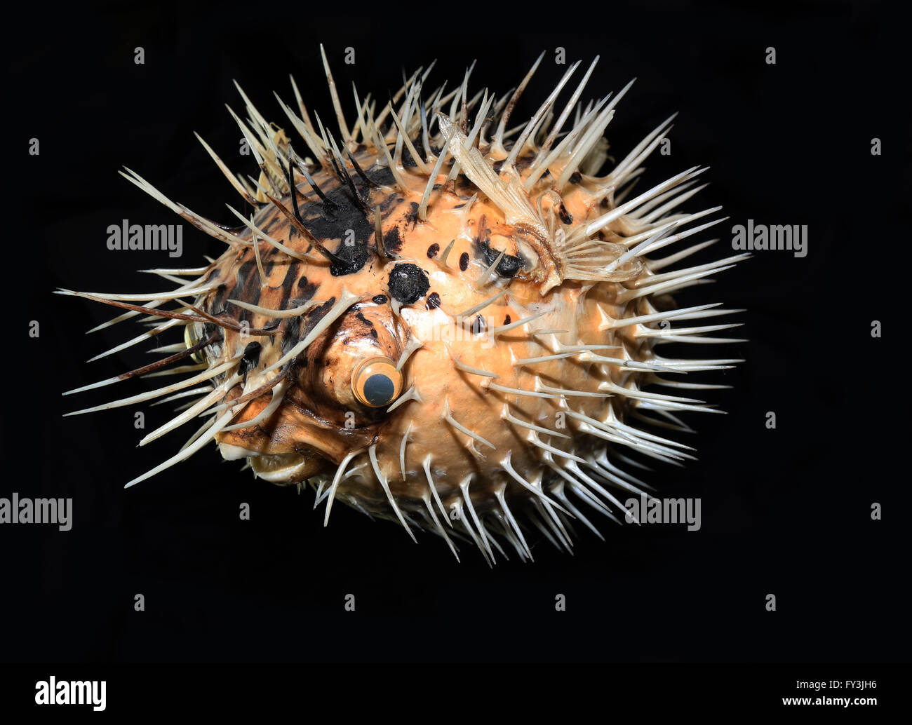 Fangs puffer hi-res stock photography and images - Alamy