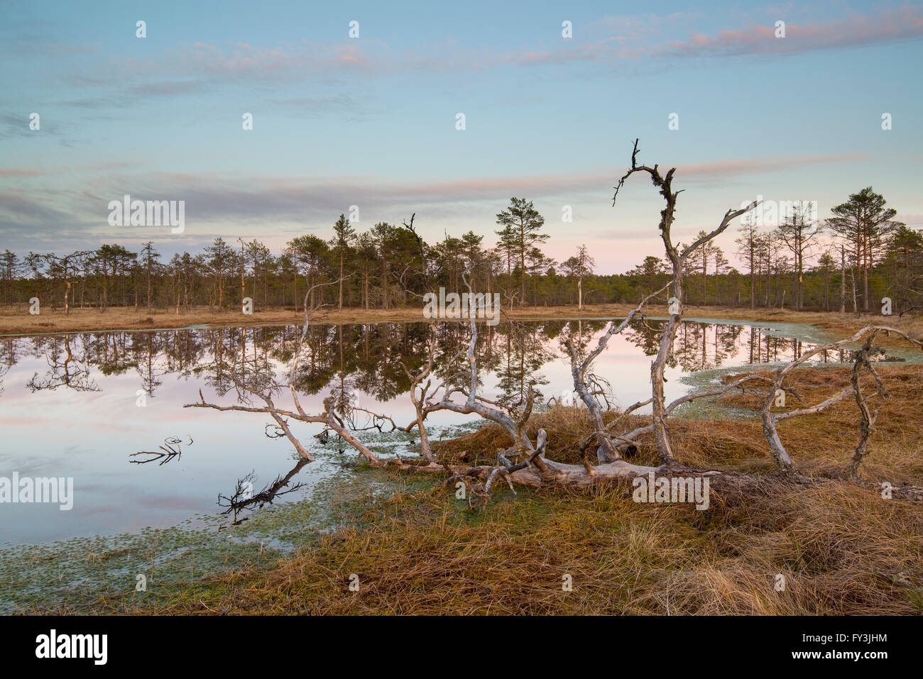 Old fallen tree near the bog pool Stock Photo - Alamy