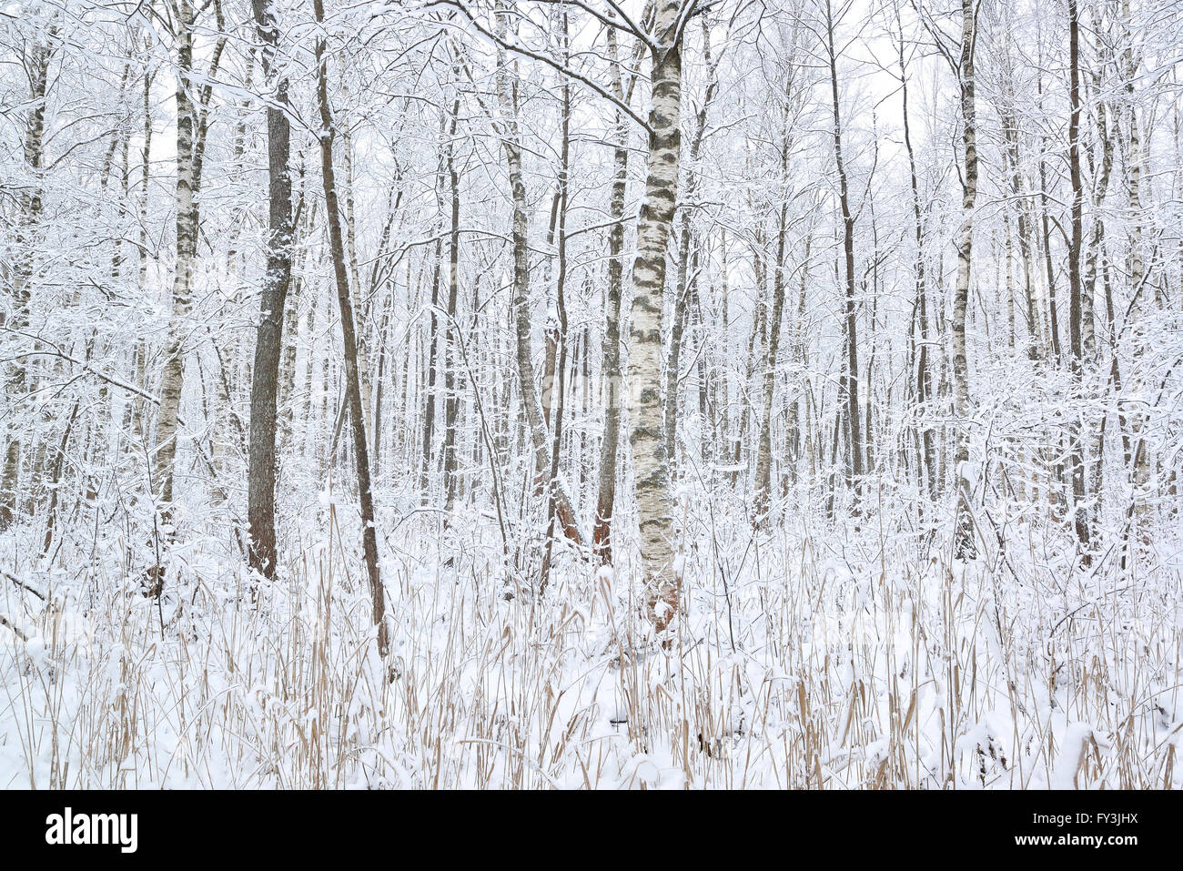 Frosty and snowy birch forest in Alam-Pedja Nature Reserve Stock Photo ...