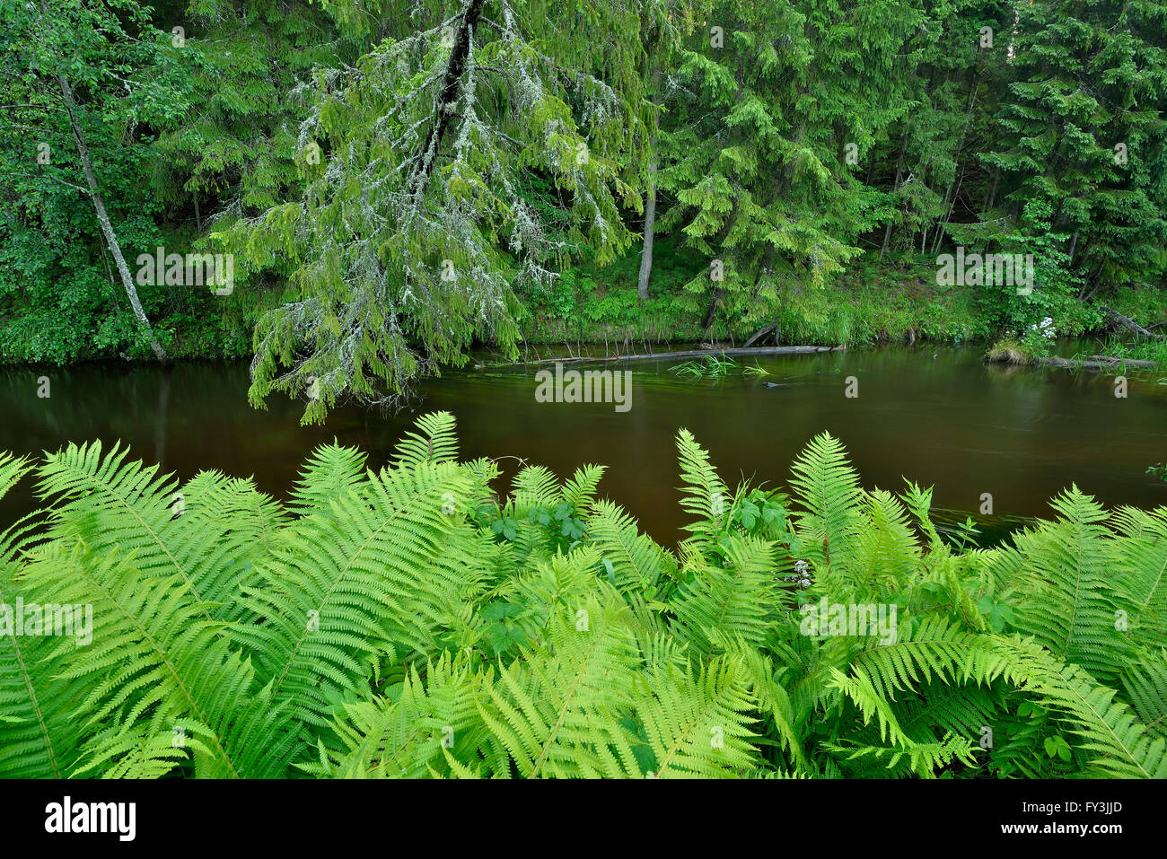 Ferns growing on the river bank Stock Photo - Alamy