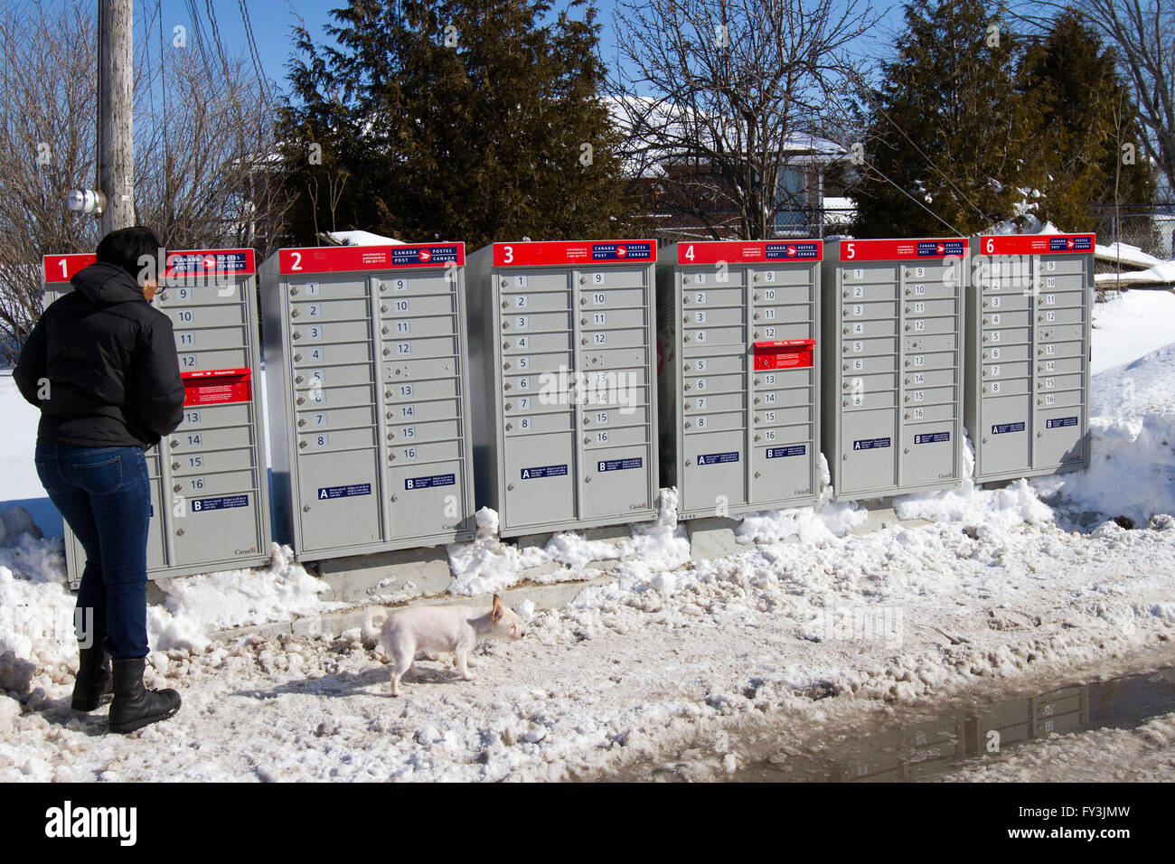 A woman gets her mail from a community mailbox in Kingston, Ont ...