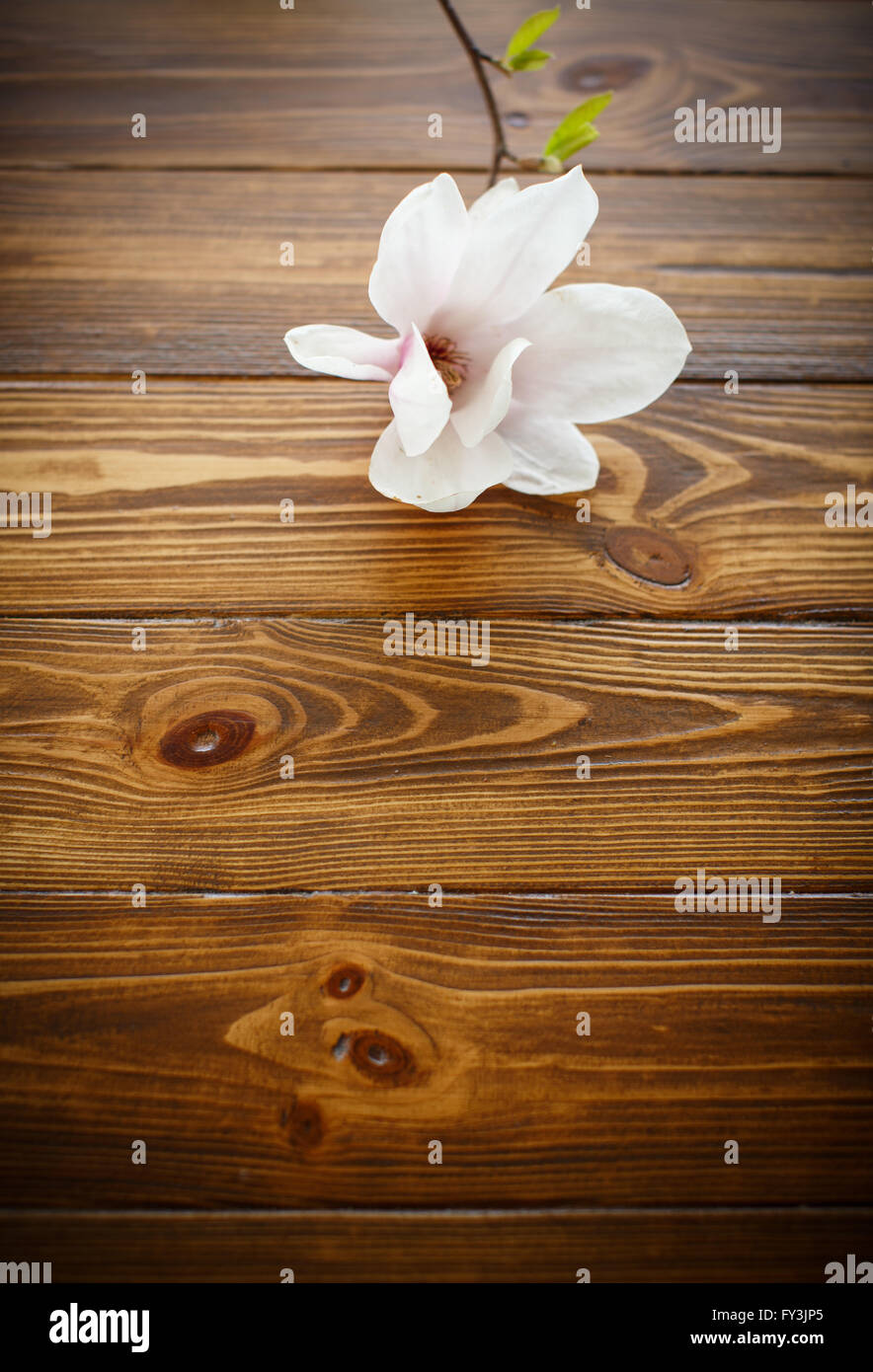 beautiful magnolia flower Stock Photo - Alamy