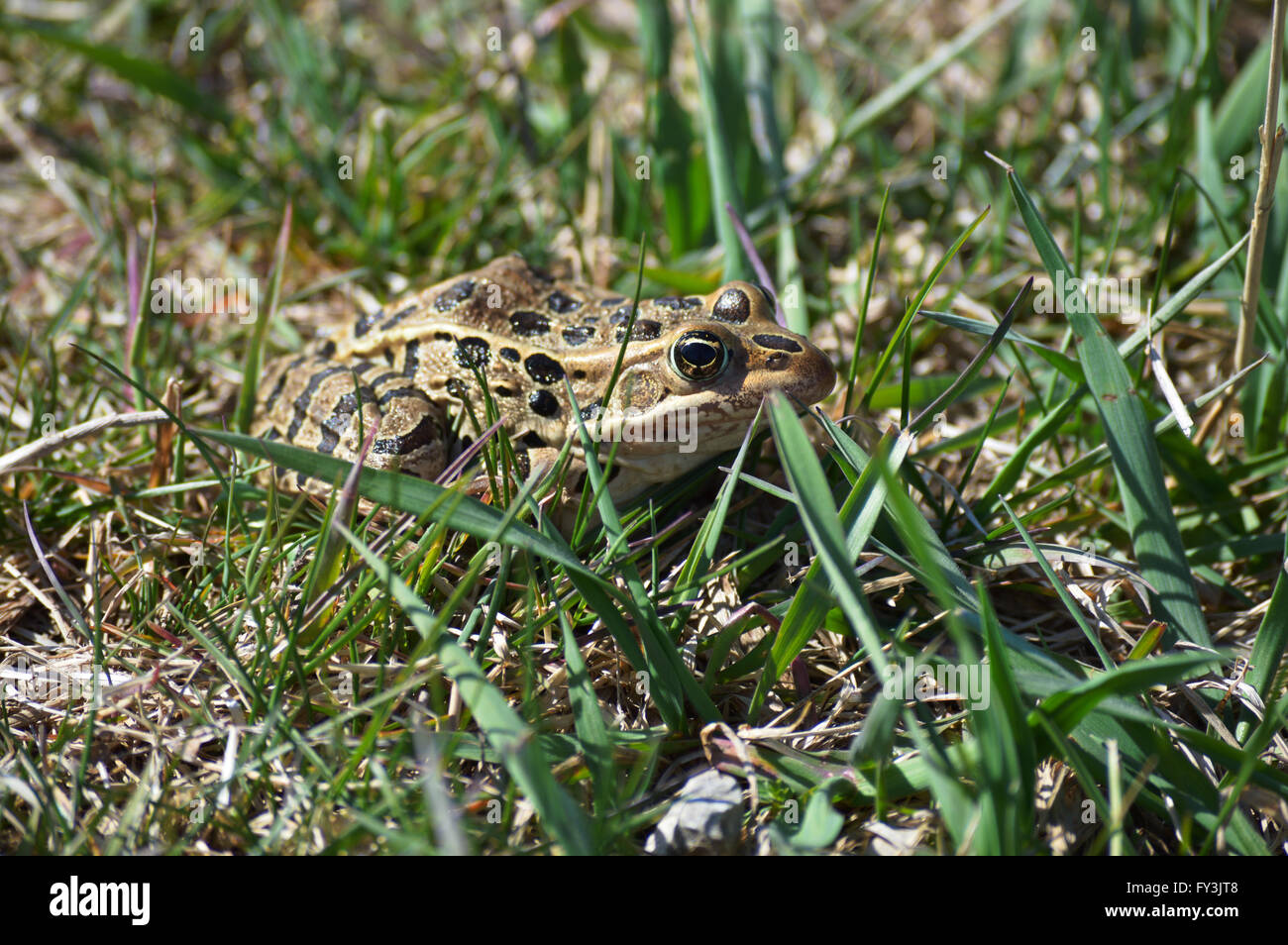 Leopard toad hi-res stock photography and images - Alamy