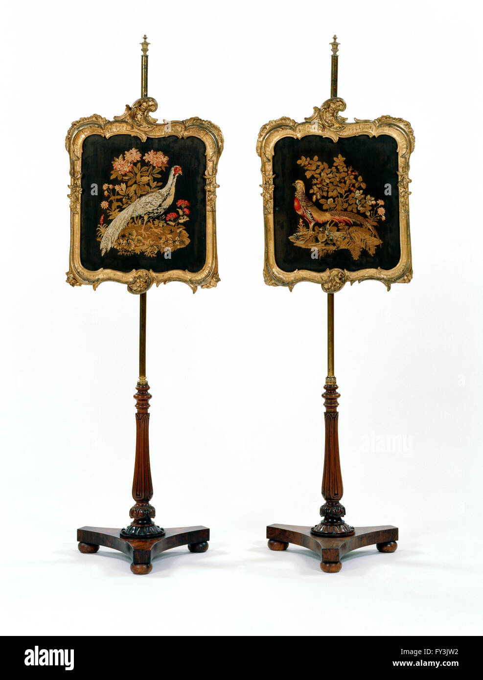 Fire pheasant hi-res stock photography and images - Alamy