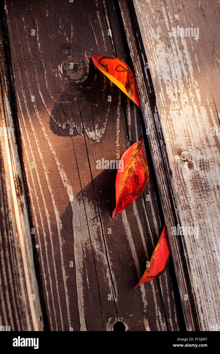 Yellow and red leaves Stock Photo - Alamy