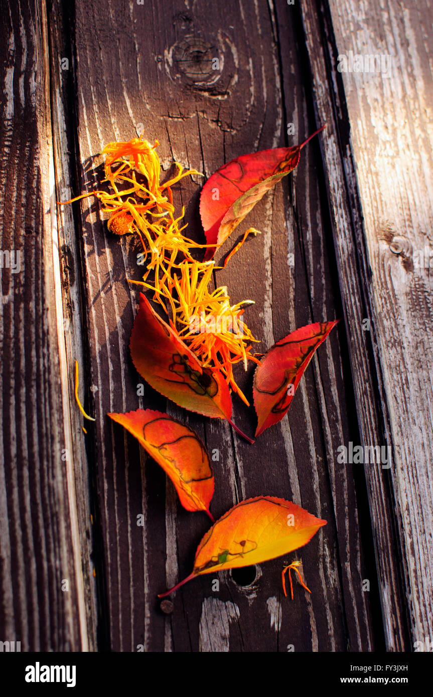 Yellow and red leaves Stock Photo - Alamy
