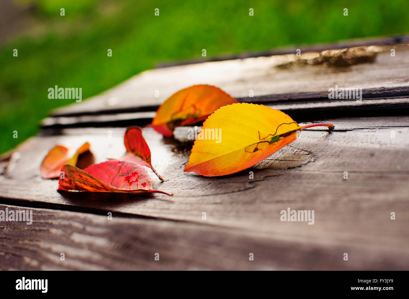 Yellow and red leaves Stock Photo - Alamy