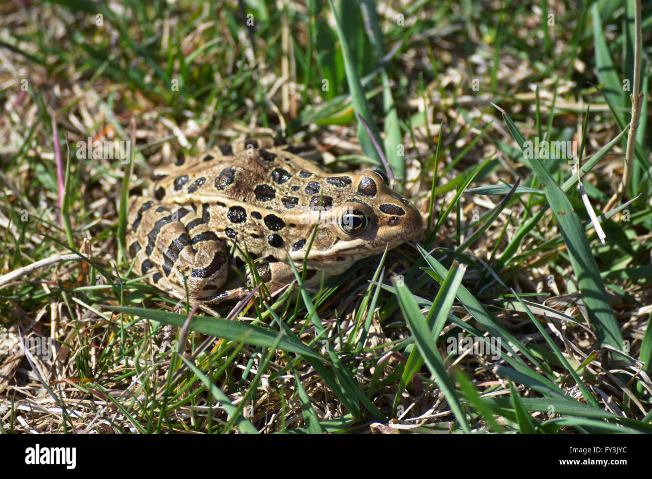 Leopard toad hi-res stock photography and images - Alamy