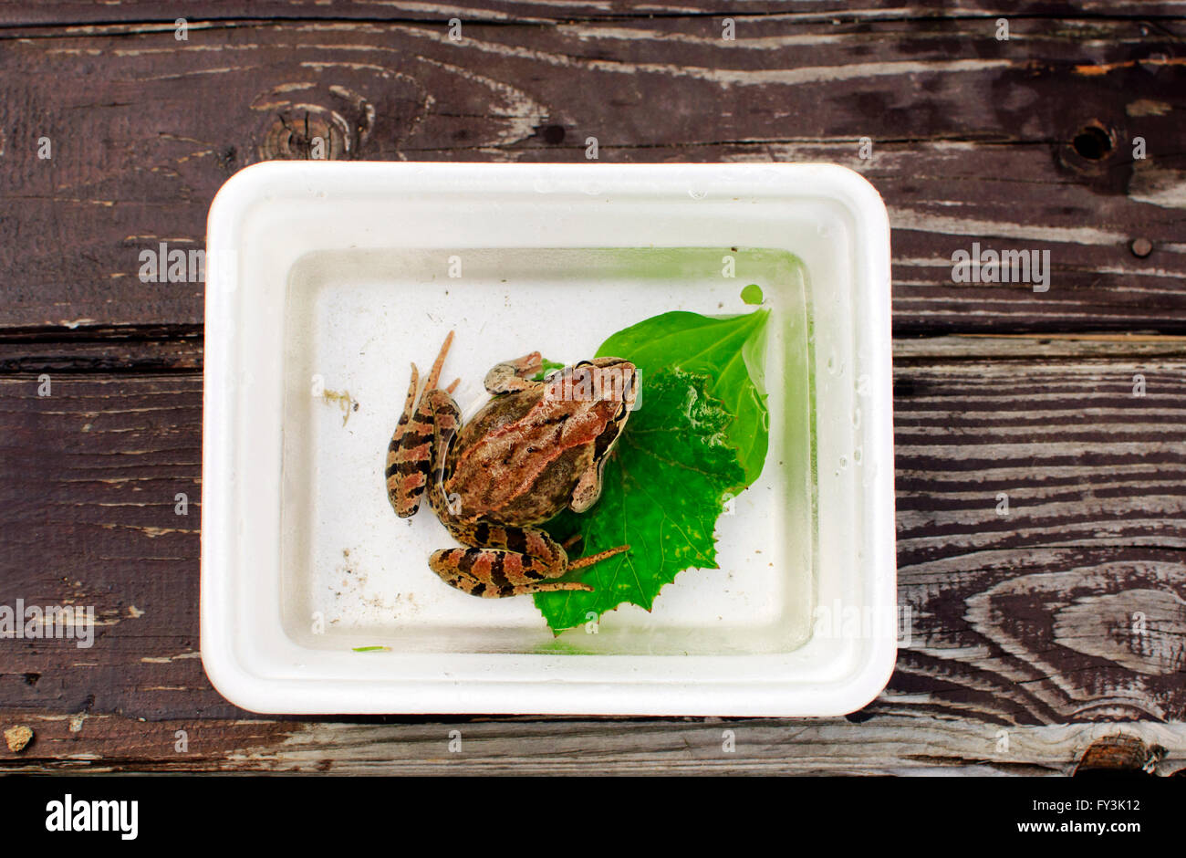 Frog sitting in a box Stock Photo - Alamy