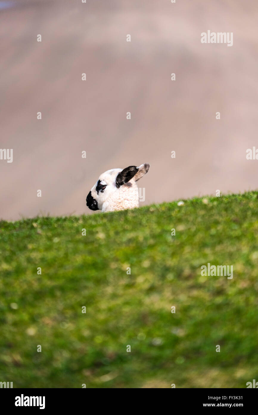 Lambs head hi-res stock photography and images - Alamy