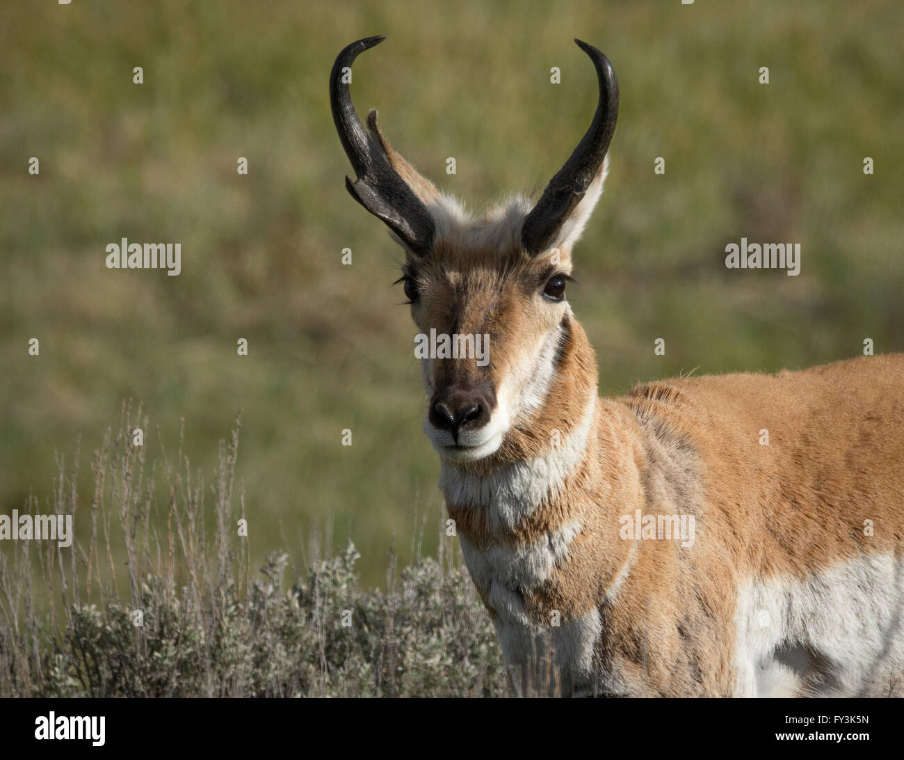 Antelope looks up from grazing in the grasses Stock Photo - Alamy