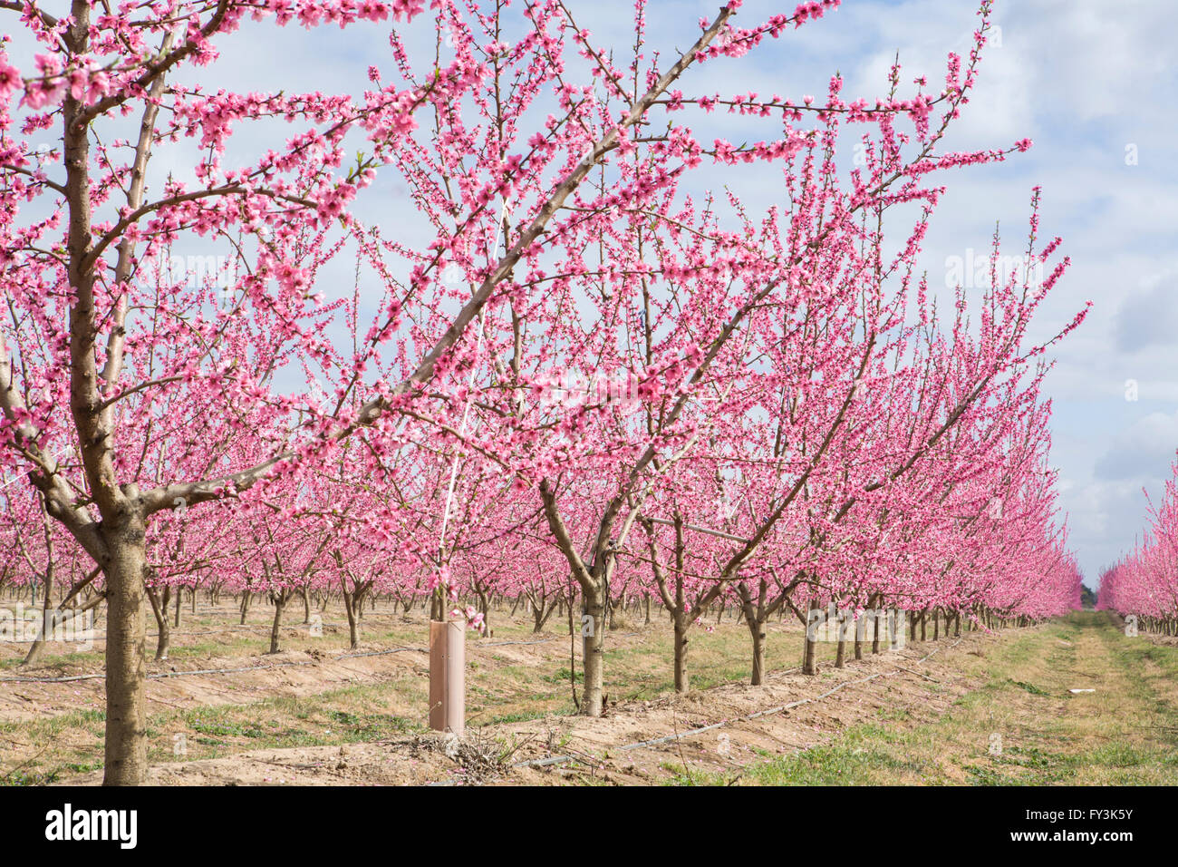 Peach trees in blossom hi-res stock photography and images - Alamy