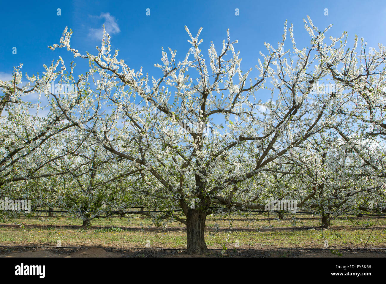 Rows of pear trees in blossom, Badajoz, Spain Stock Photo - Alamy