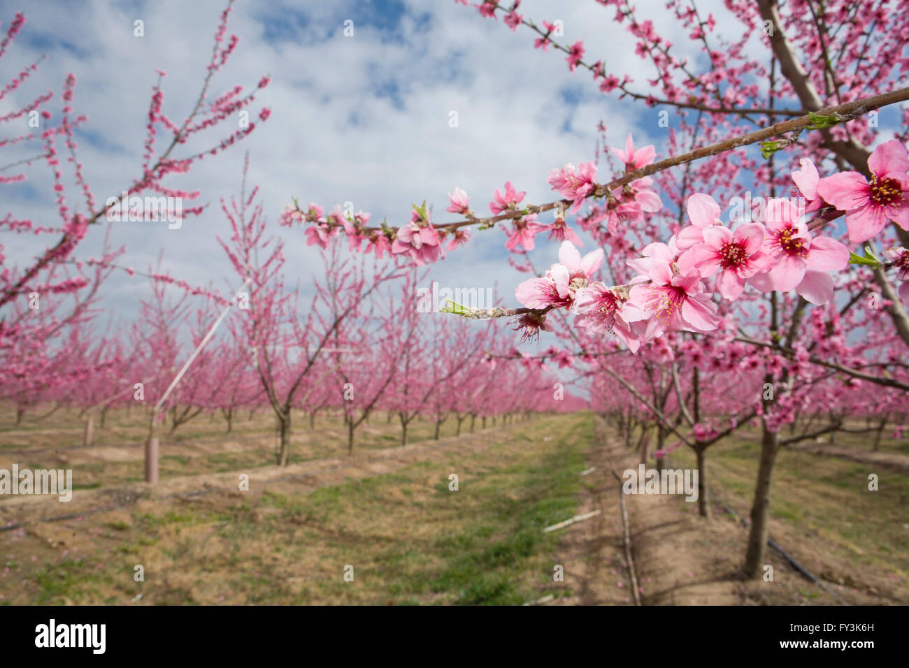 Blossoming peach plantation trees in field on background of cloudy sky ...