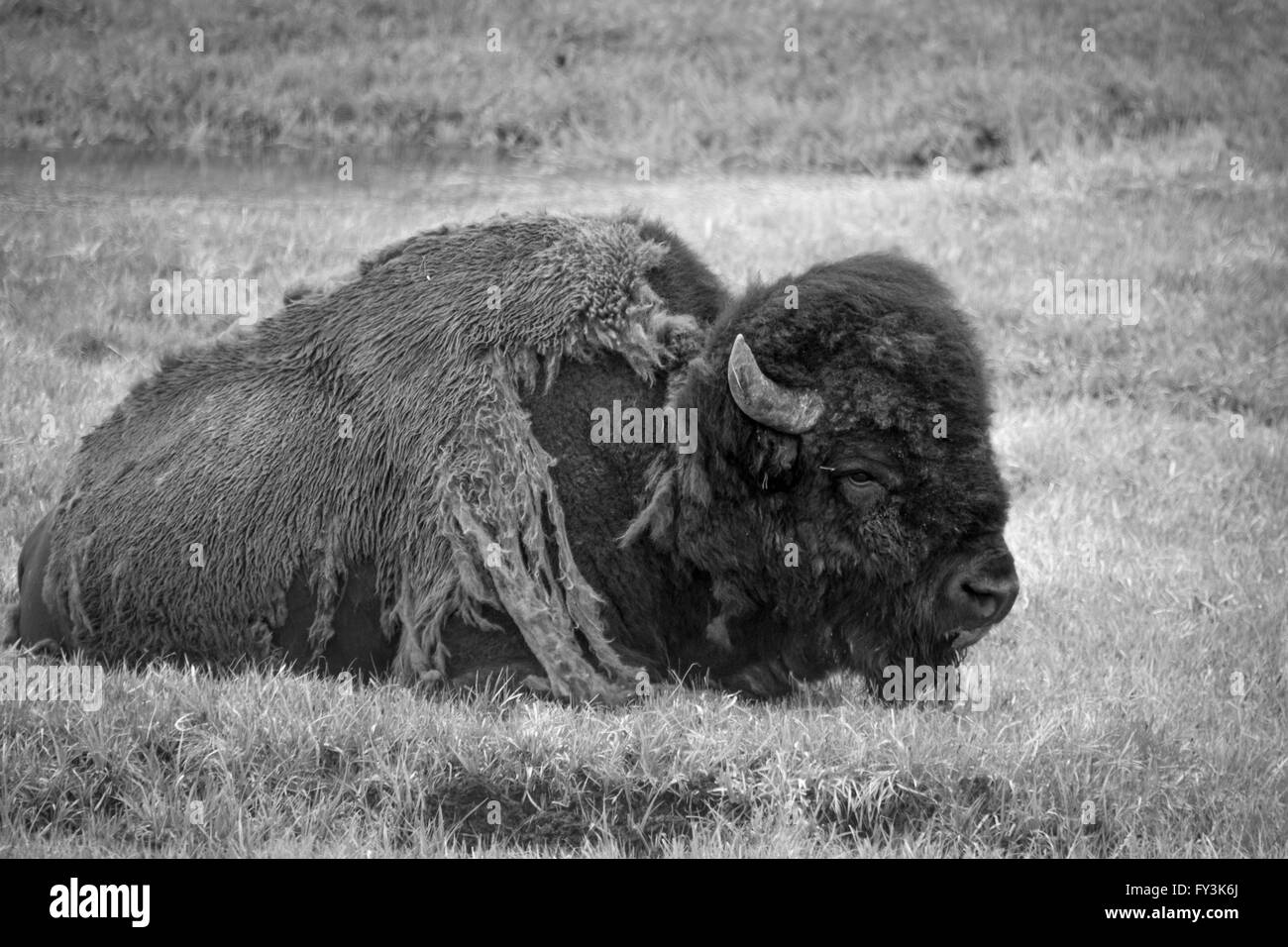 Dread locked bison chilling in the park Stock Photo - Alamy