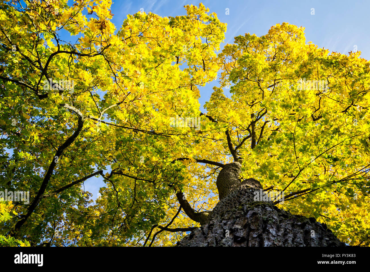 Yellowing foliage oak tree hi-res stock photography and images - Alamy