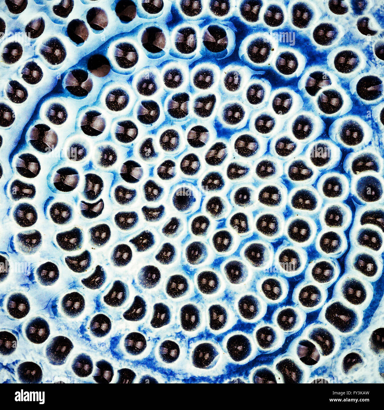Dotted blue texture hi-res stock photography and images - Alamy