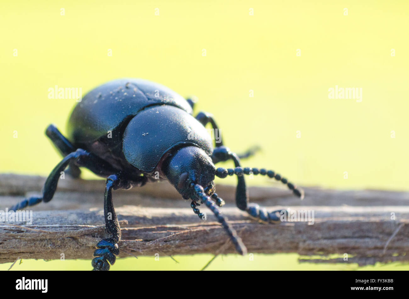 Beetle sitting on a stick Stock Photo - Alamy