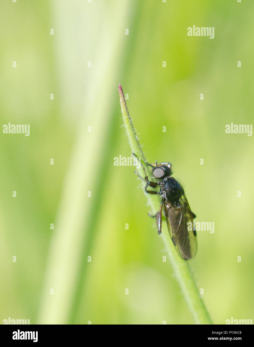 Grass makro hi-res stock photography and images - Alamy