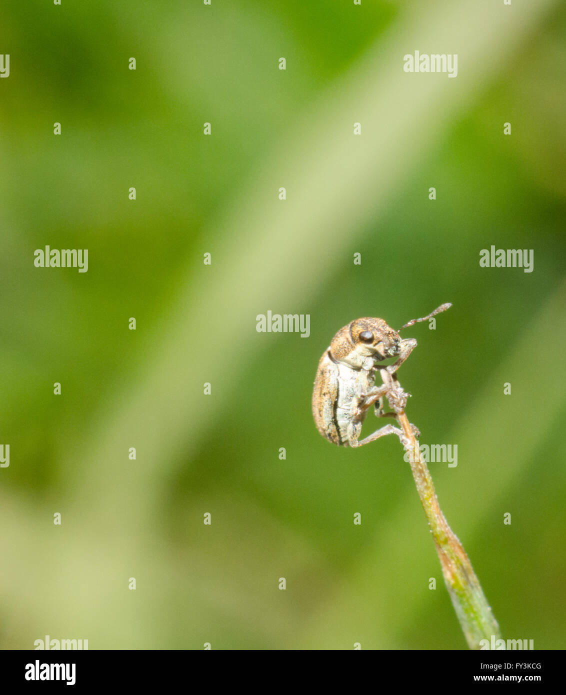 Sitting on the tip of hi-res stock photography and images - Alamy