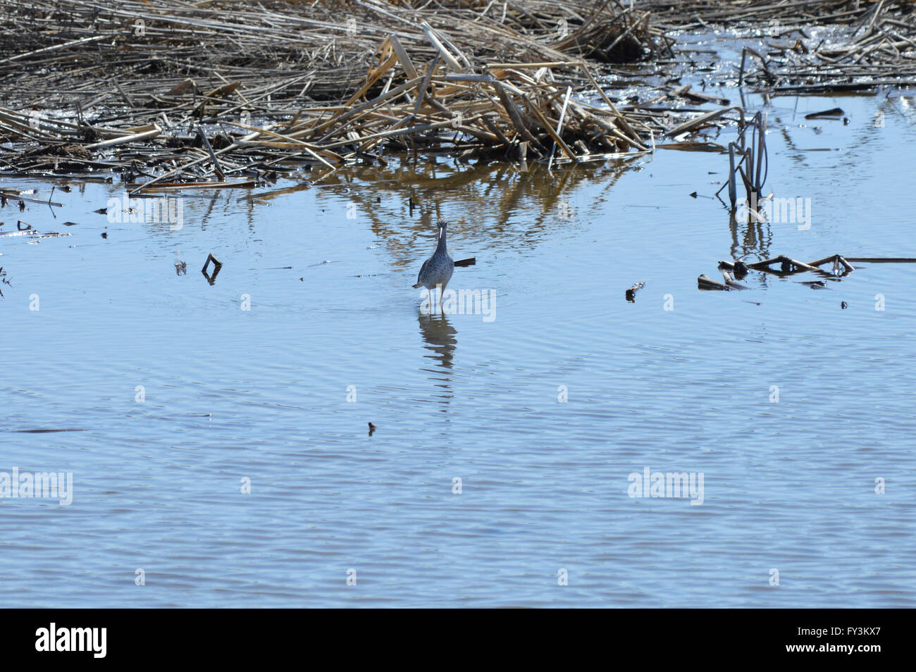 Bird with Long Legs and Beak in the Wetland Stock Photo - Alamy