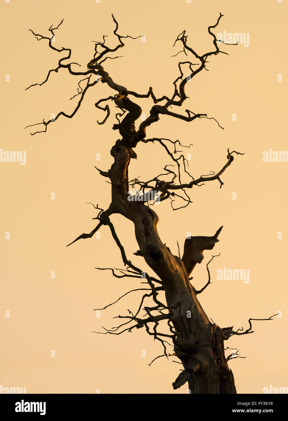 Twisted dead tree at sunset in Shropshire, England, UK Stock Photo - Alamy