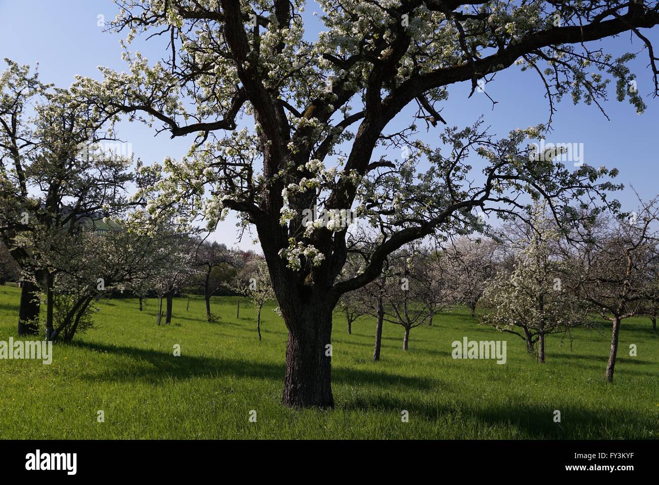 Tree screensaver hi-res stock photography and images - Alamy
