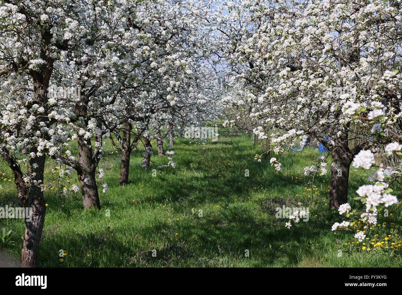 Trees without fruit hi-res stock photography and images - Alamy