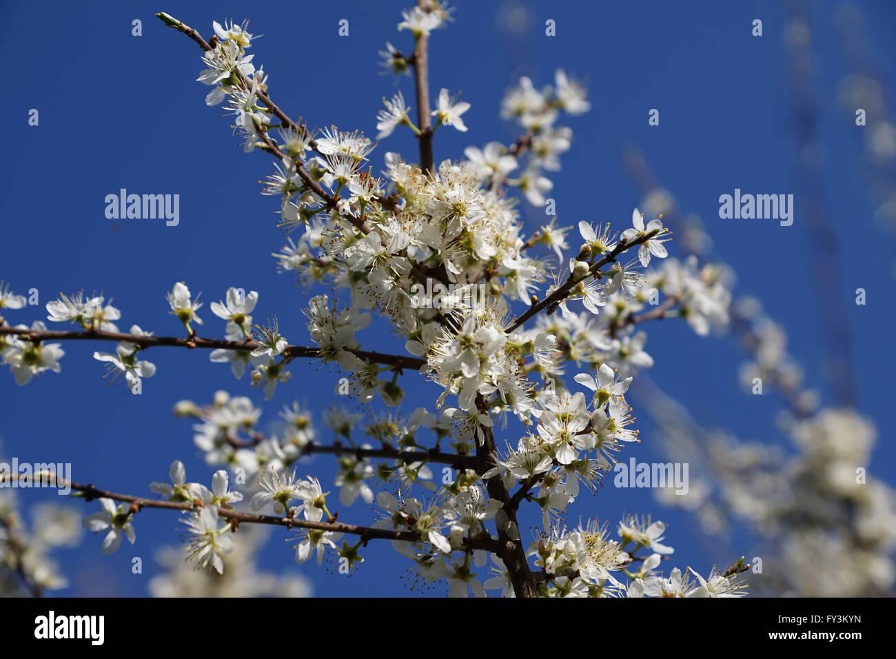 Blooms in spring front hi-res stock photography and images - Alamy