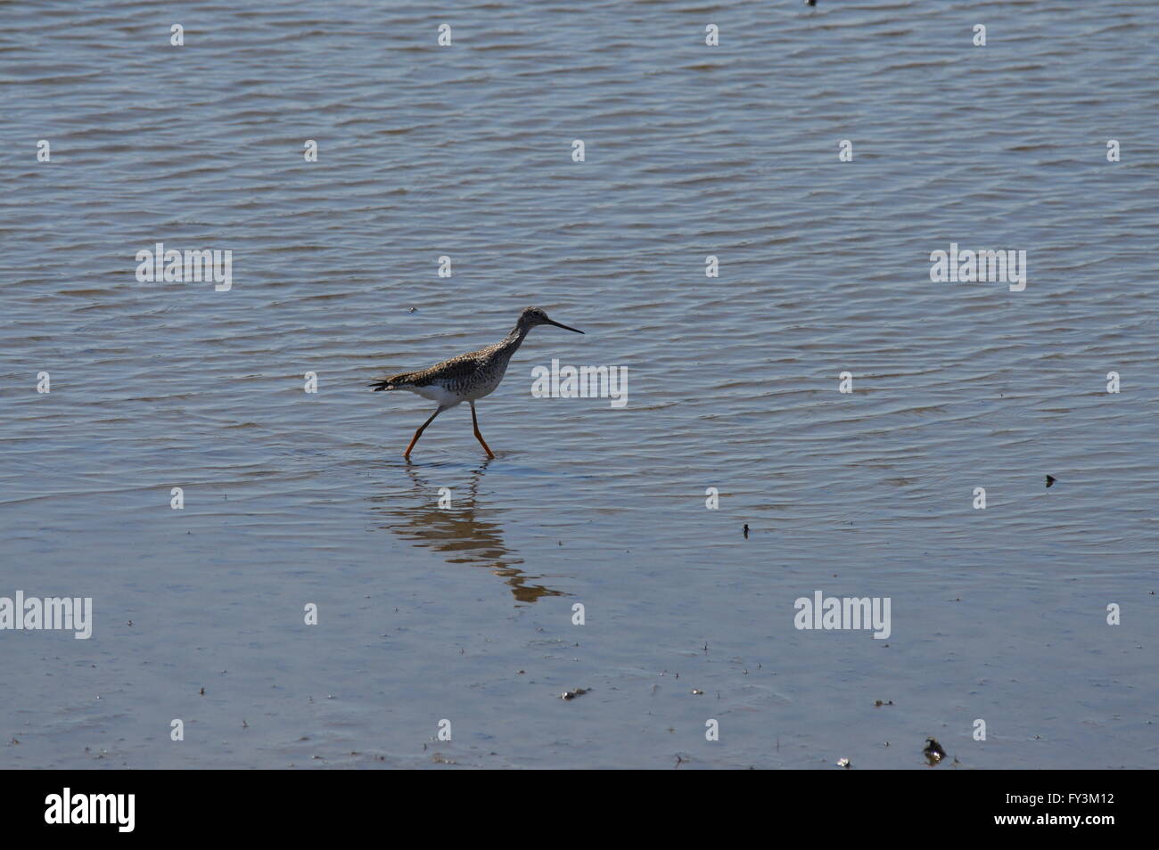 Bird with Long Legs and Beak in the Wetland Stock Photo - Alamy