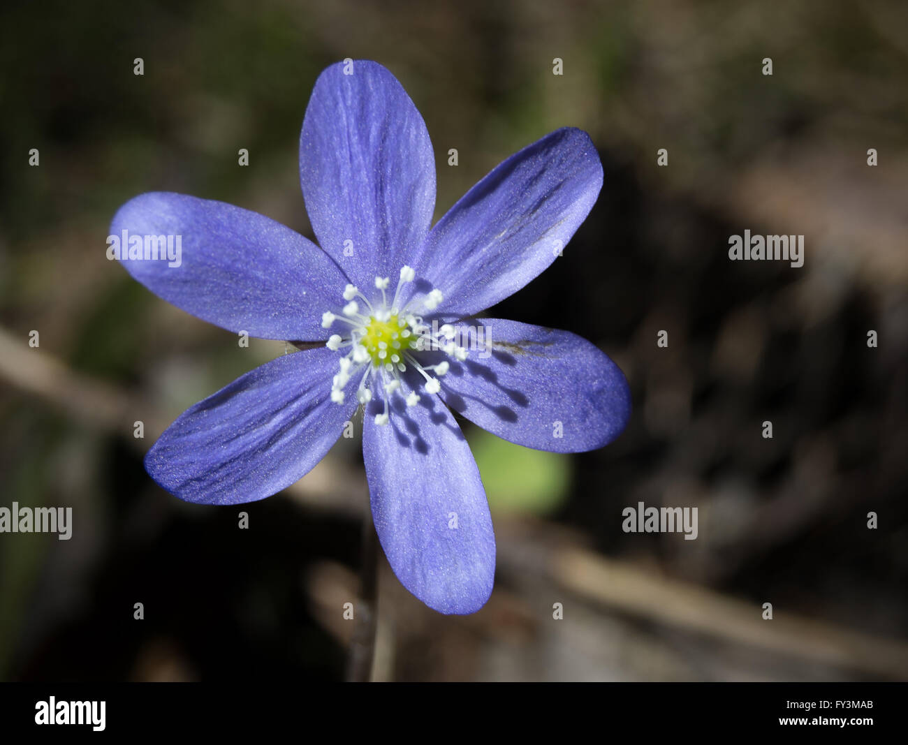Single, blue flower, hepatica, in the forest Stock Photo - Alamy