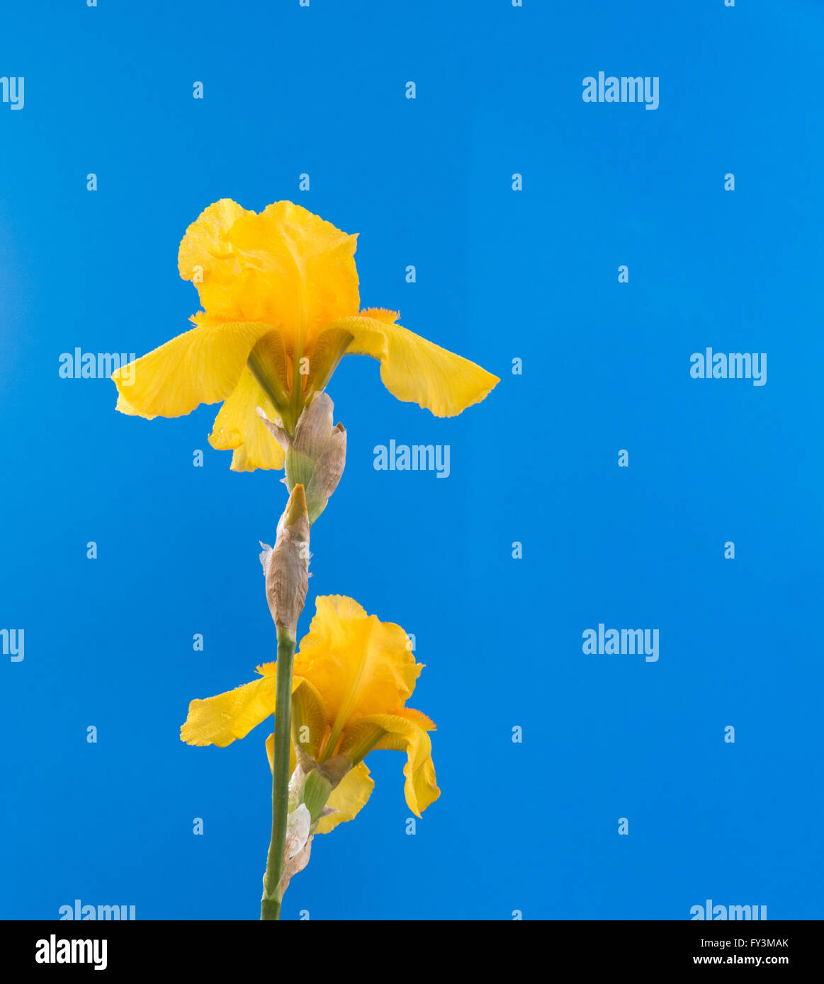 Blue iris flower with yellow hi-res stock photography and images - Alamy