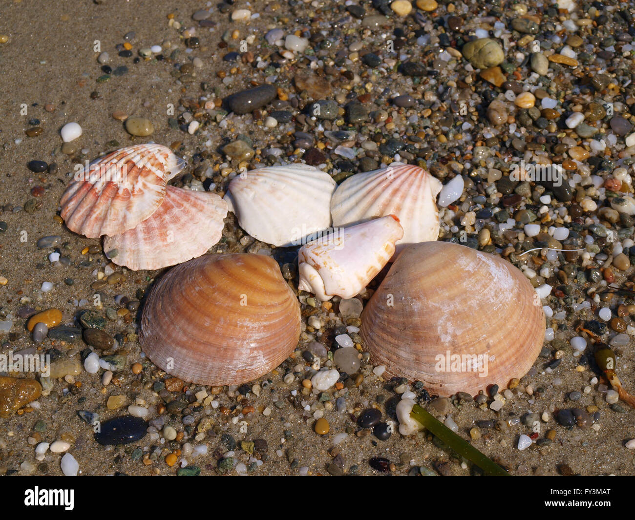 Edible cockle hi-res stock photography and images - Alamy
