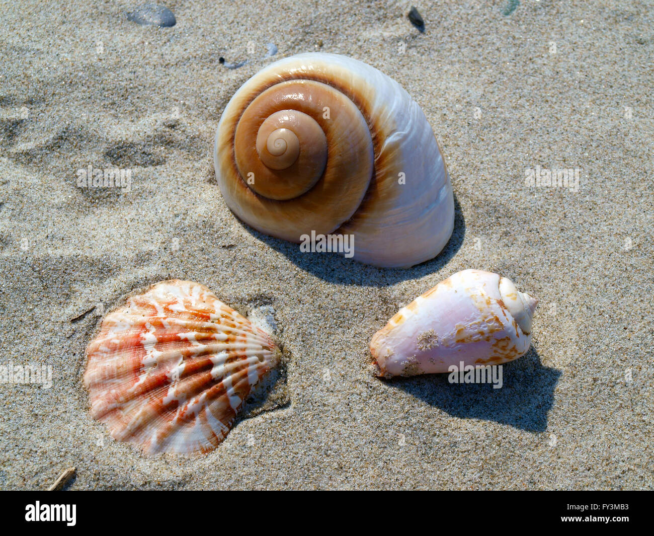 Shells sea beach sand shore pearl hi-res stock photography and images ...