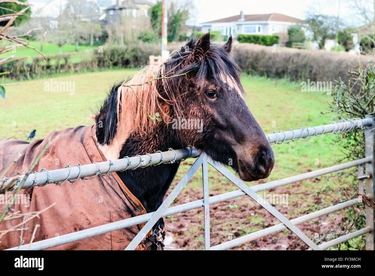 Case gate hi-res stock photography and images - Alamy