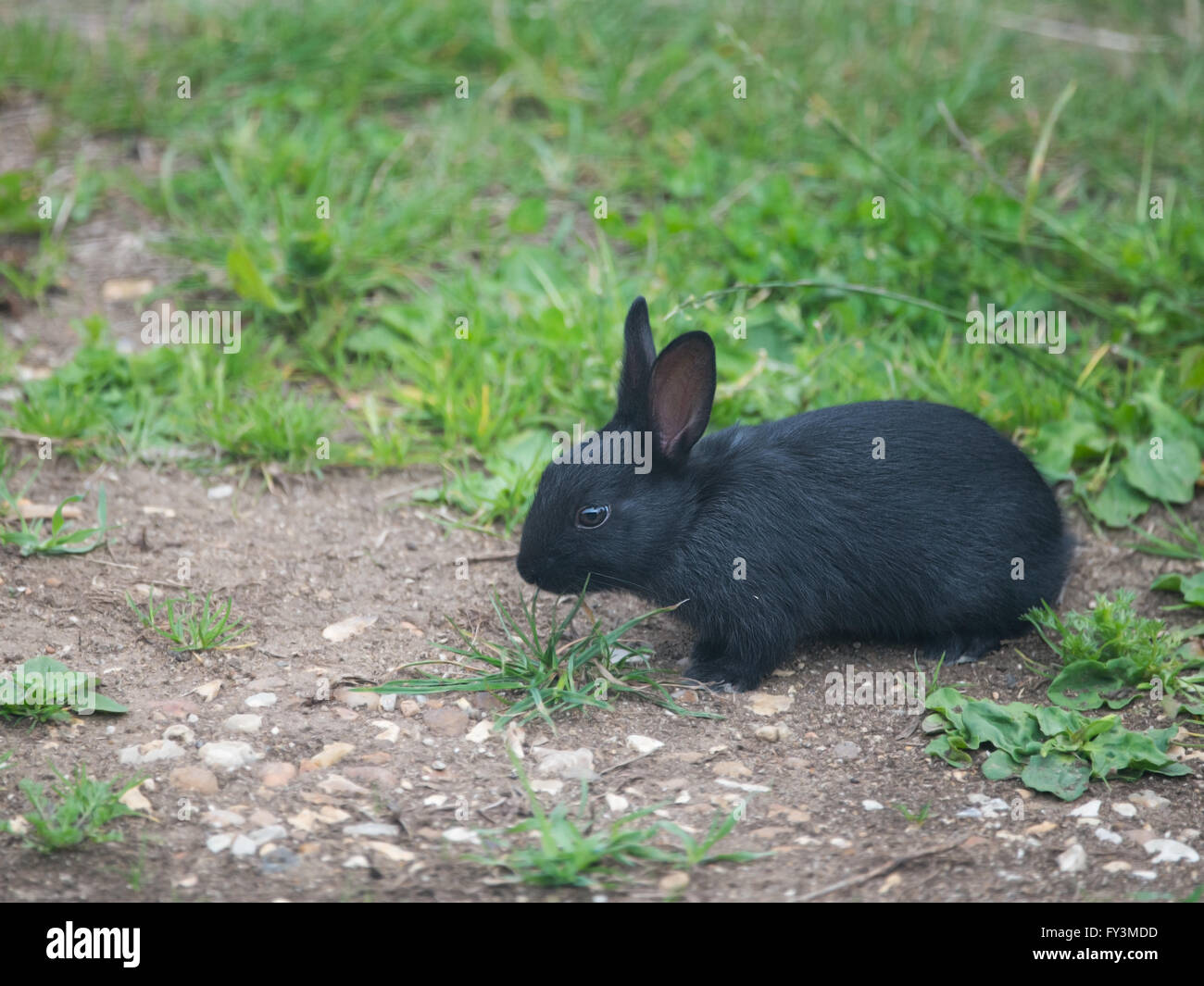 black bunny rabbit eating Stock Photo - Alamy