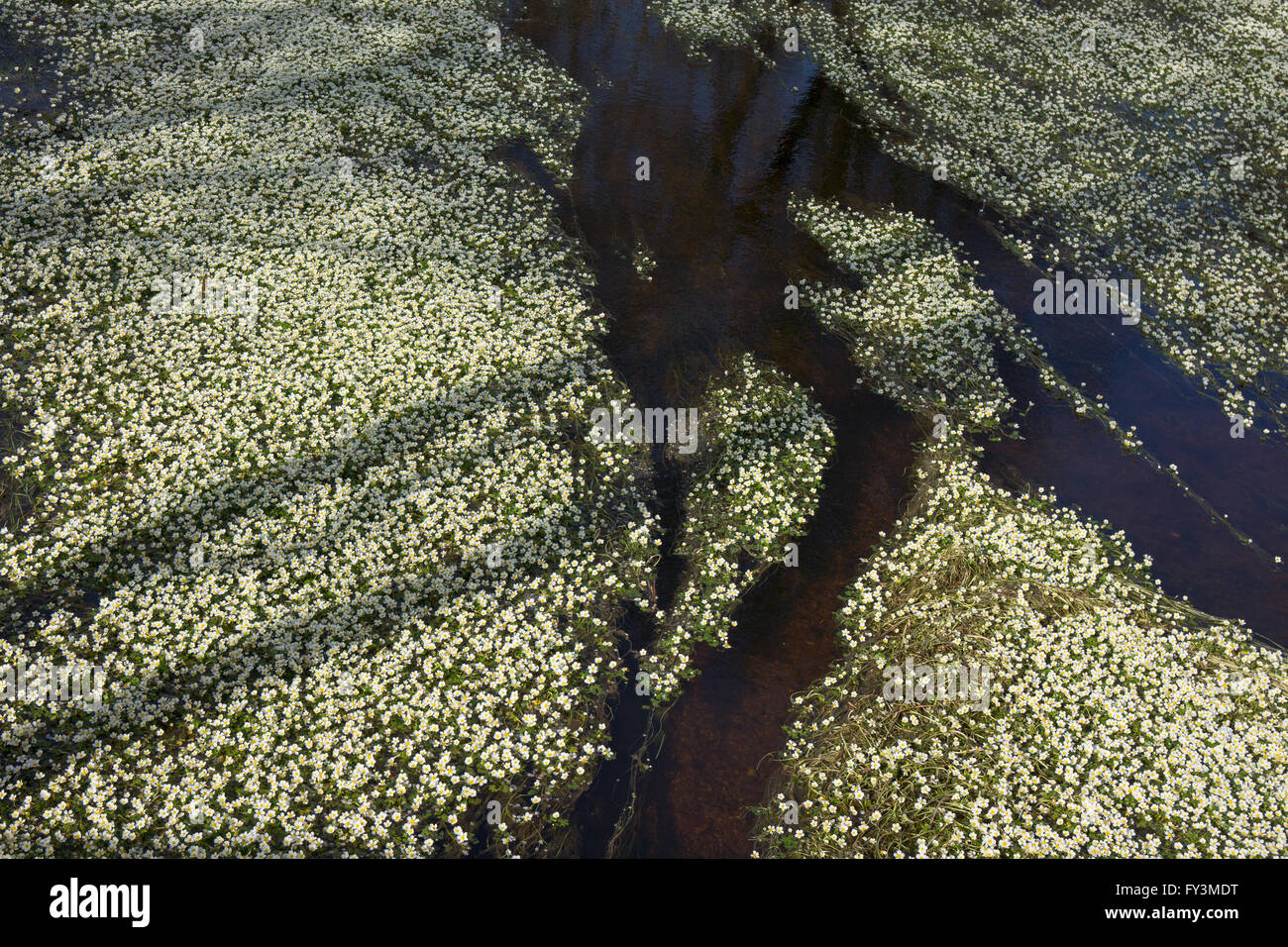 White water crowfoot ranunculus hi-res stock photography and images - Alamy