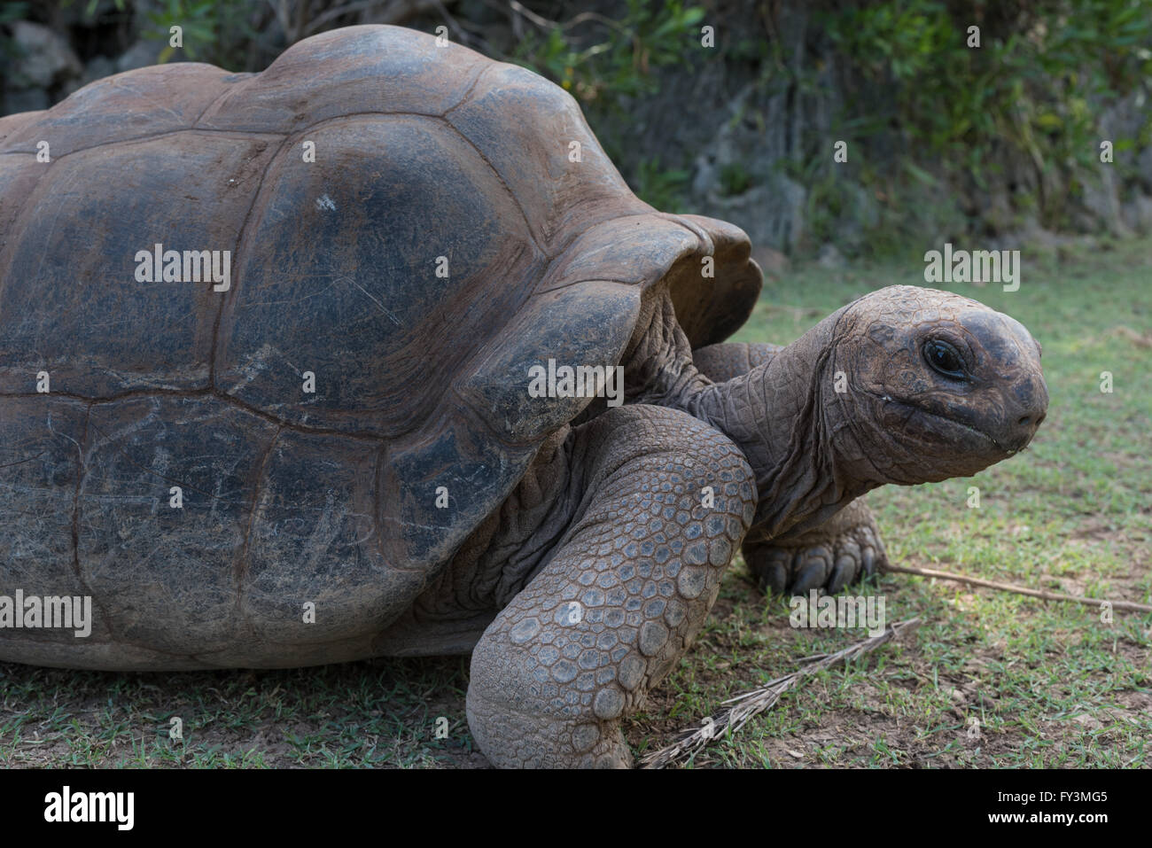 Island of rodrigues hi-res stock photography and images - Alamy