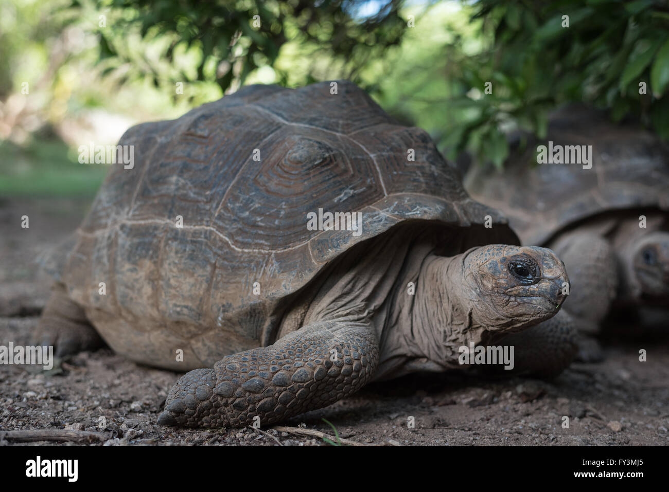 Closeup of giant grey tortoise on Rodrigues island in the shade Stock ...