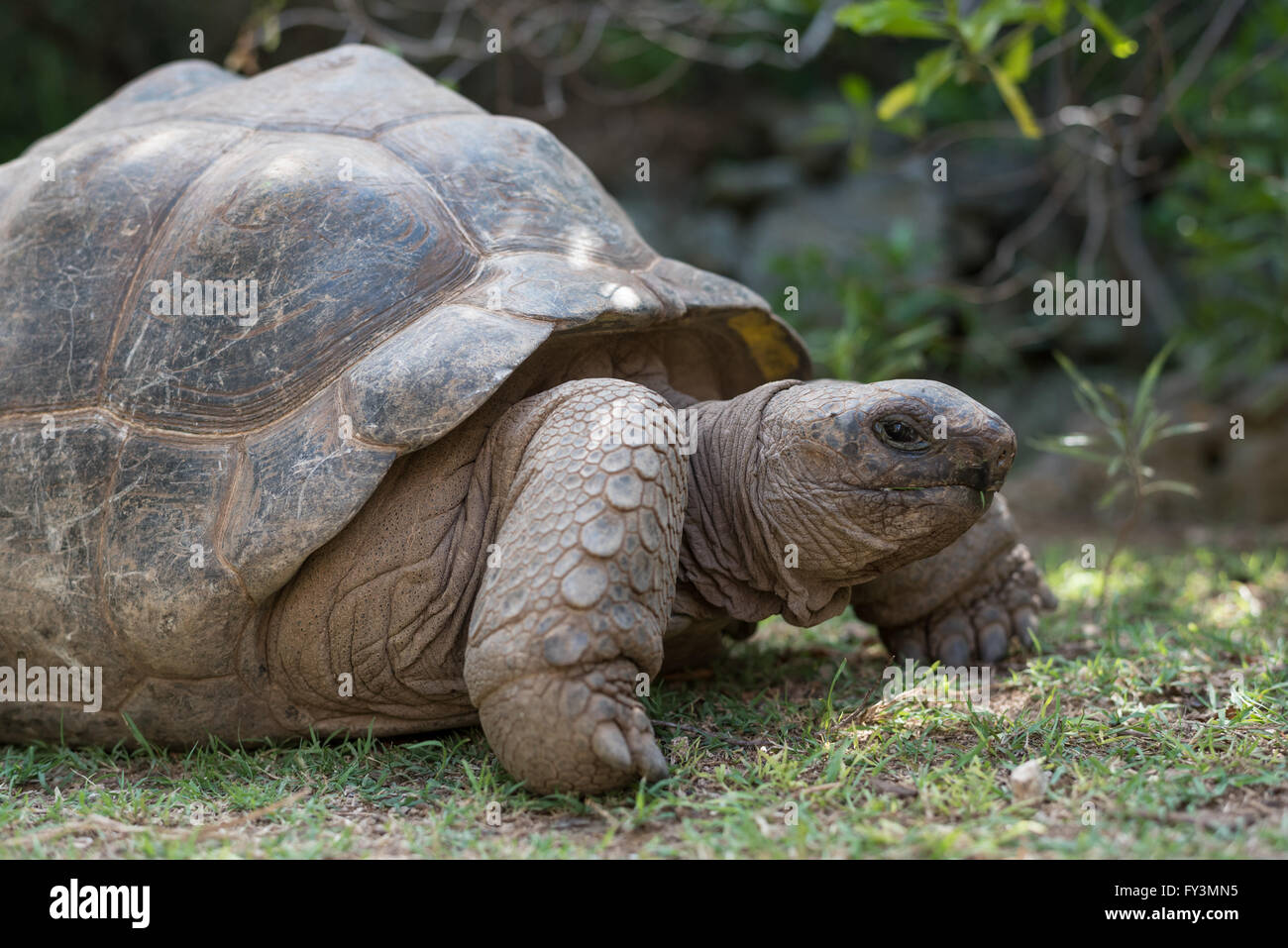 Closeup of giant grey tortoise on Rodrigues island Stock Photo - Alamy