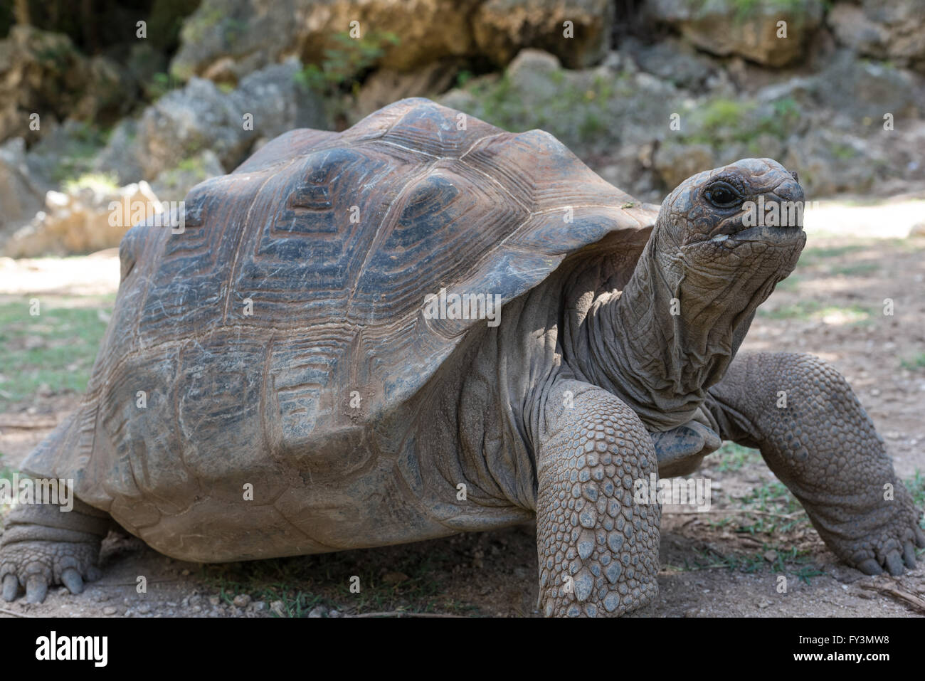 Closeup of giant grey tortoise on Rodrigues island Stock Photo - Alamy