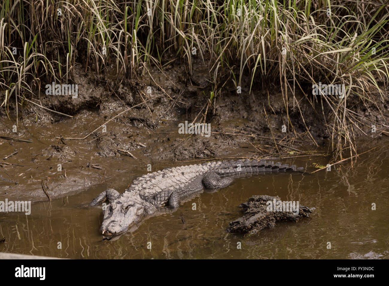 Alligator In Mud High Resolution Stock Photography and Images - Alamy